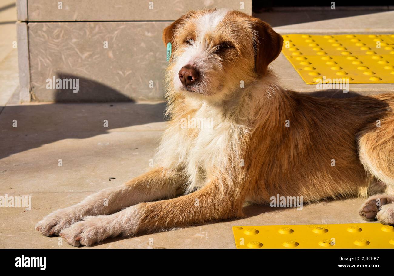 A yellow and white street dog laying around of campus Stock Photo - Alamy