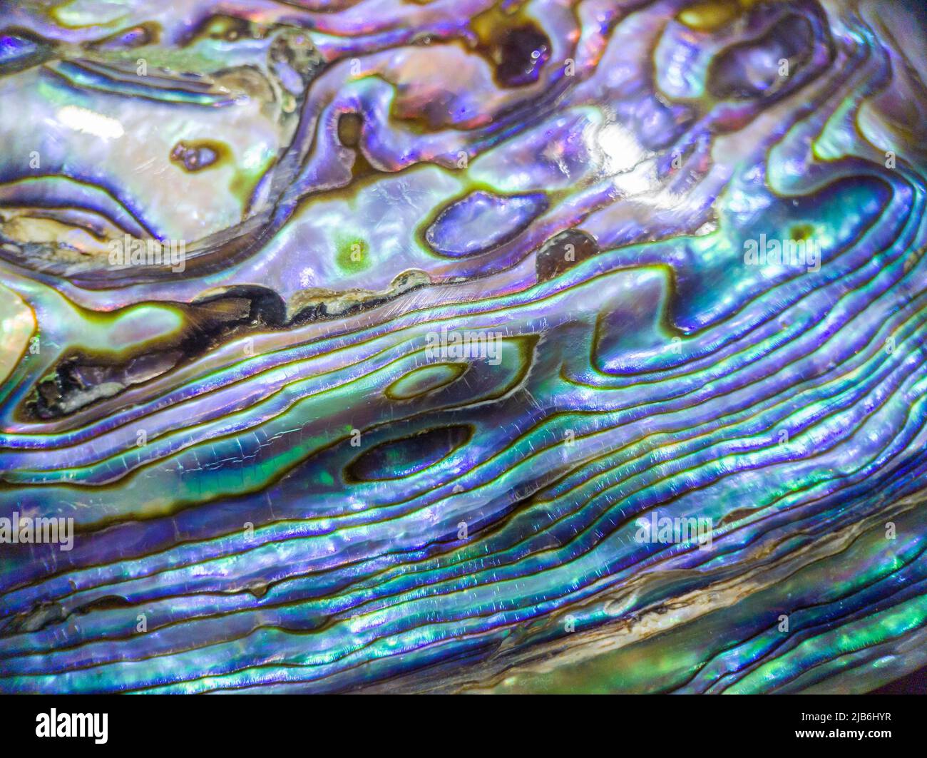 Macro view of the New Zealand Paua shell (Haliotis Iris Stock Photo - Alamy