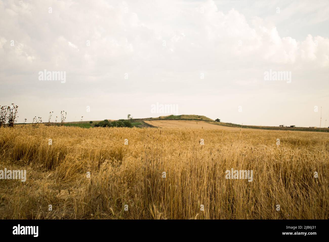 Field of wheat with close and far photos Stock Photo - Alamy