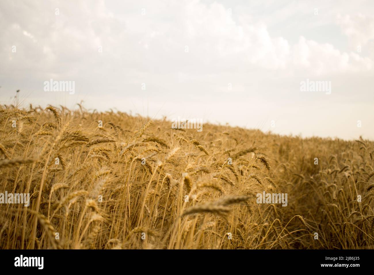 Field of wheat with close and far photos Stock Photo - Alamy