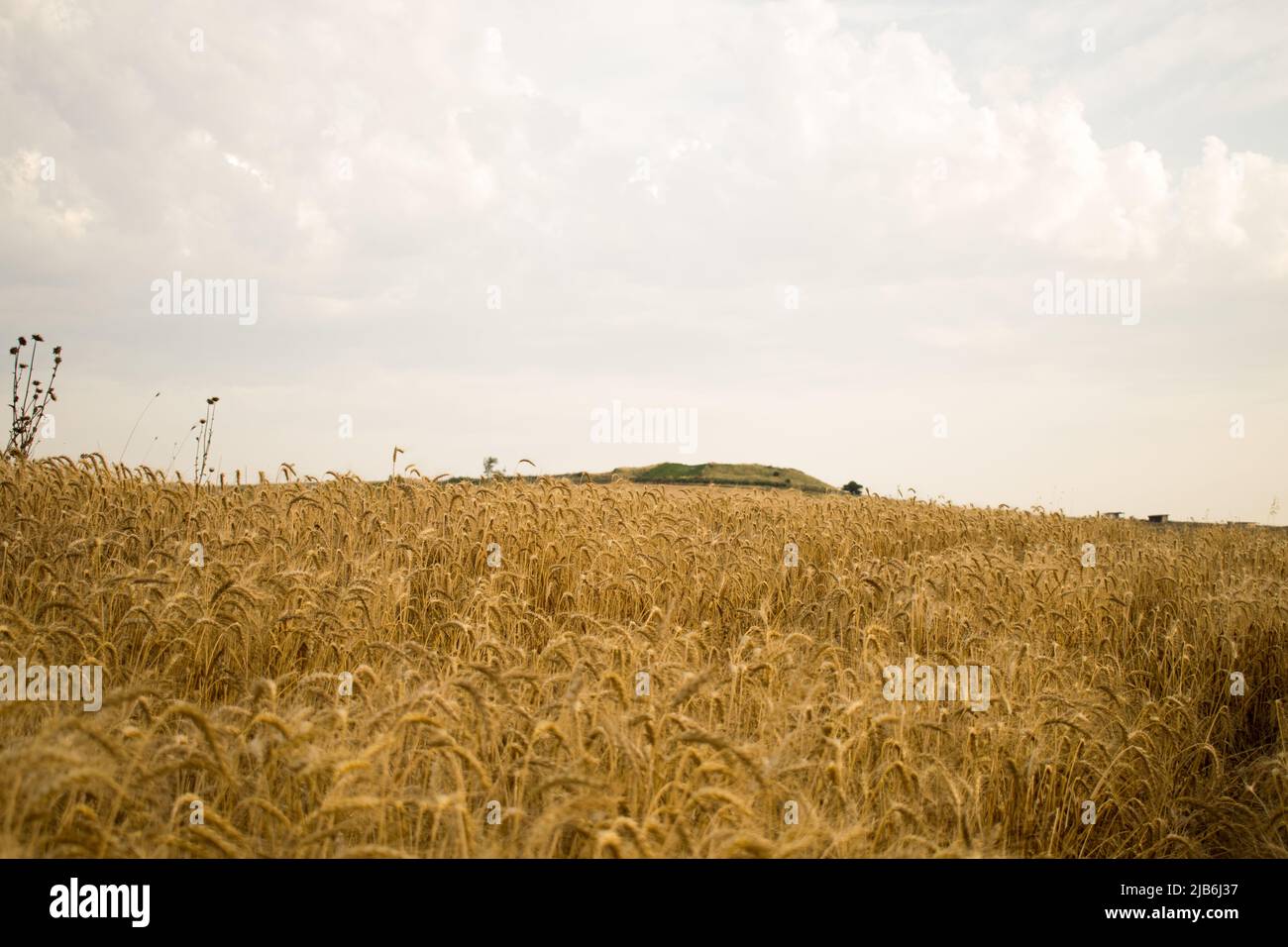 Field of wheat with close and far photos Stock Photo - Alamy