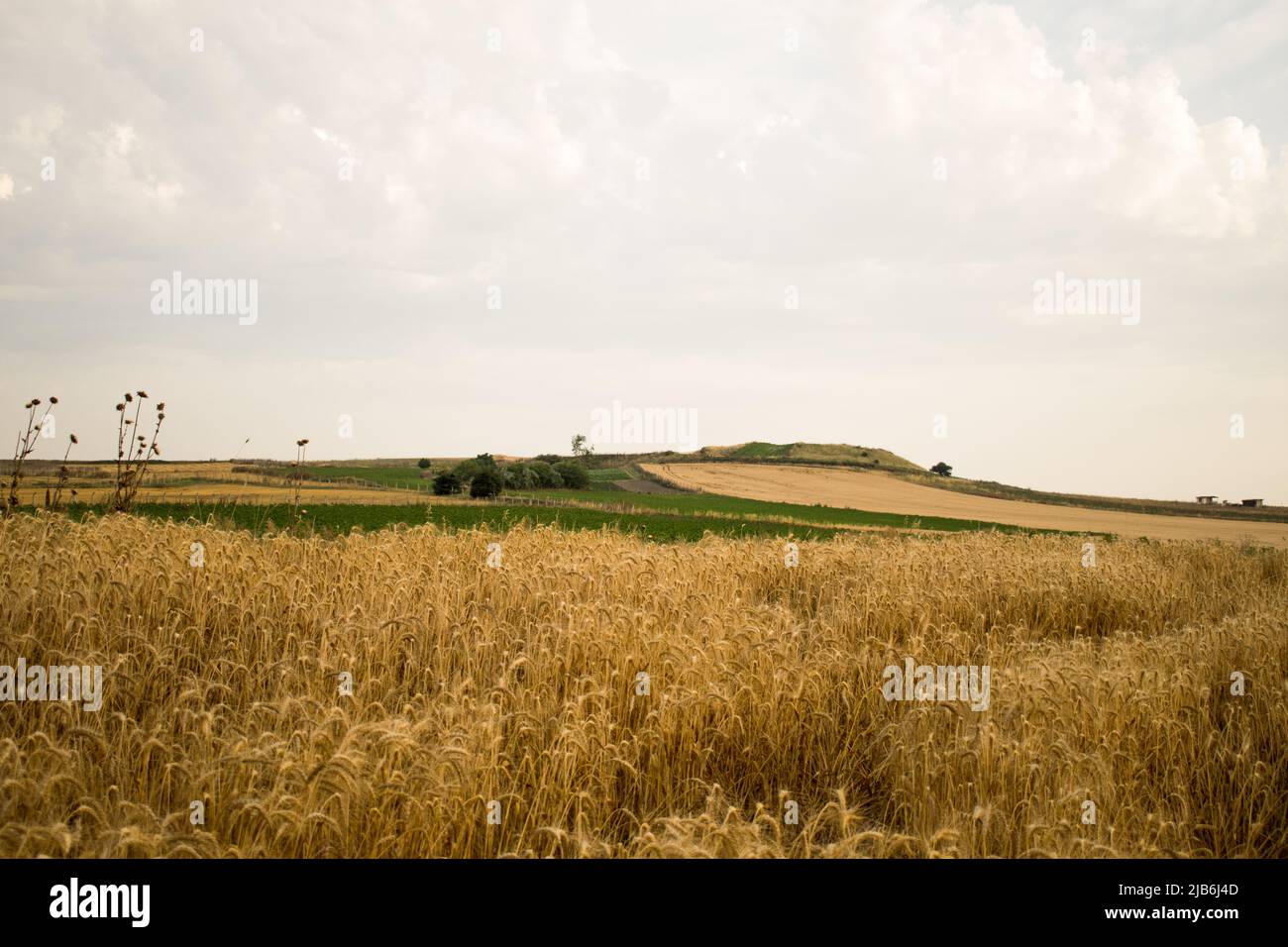Field of wheat with close and far photos Stock Photo - Alamy