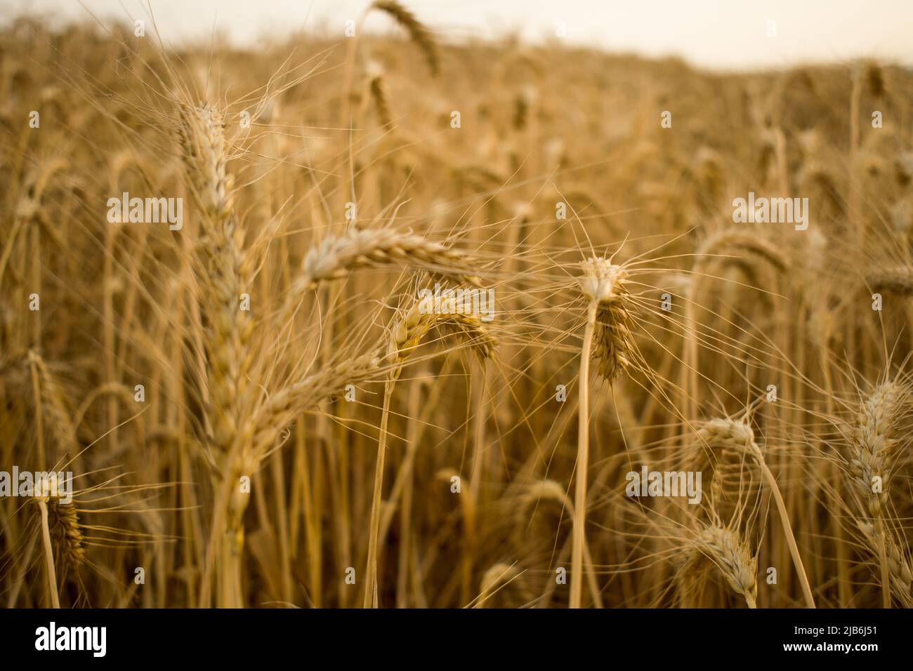 Field of wheat with close and far photos Stock Photo - Alamy