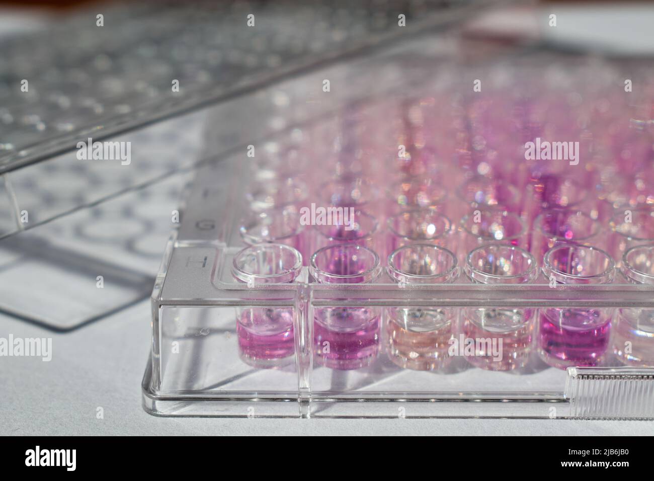 96well plate filled with cell medium and cells lying on laboratory ...