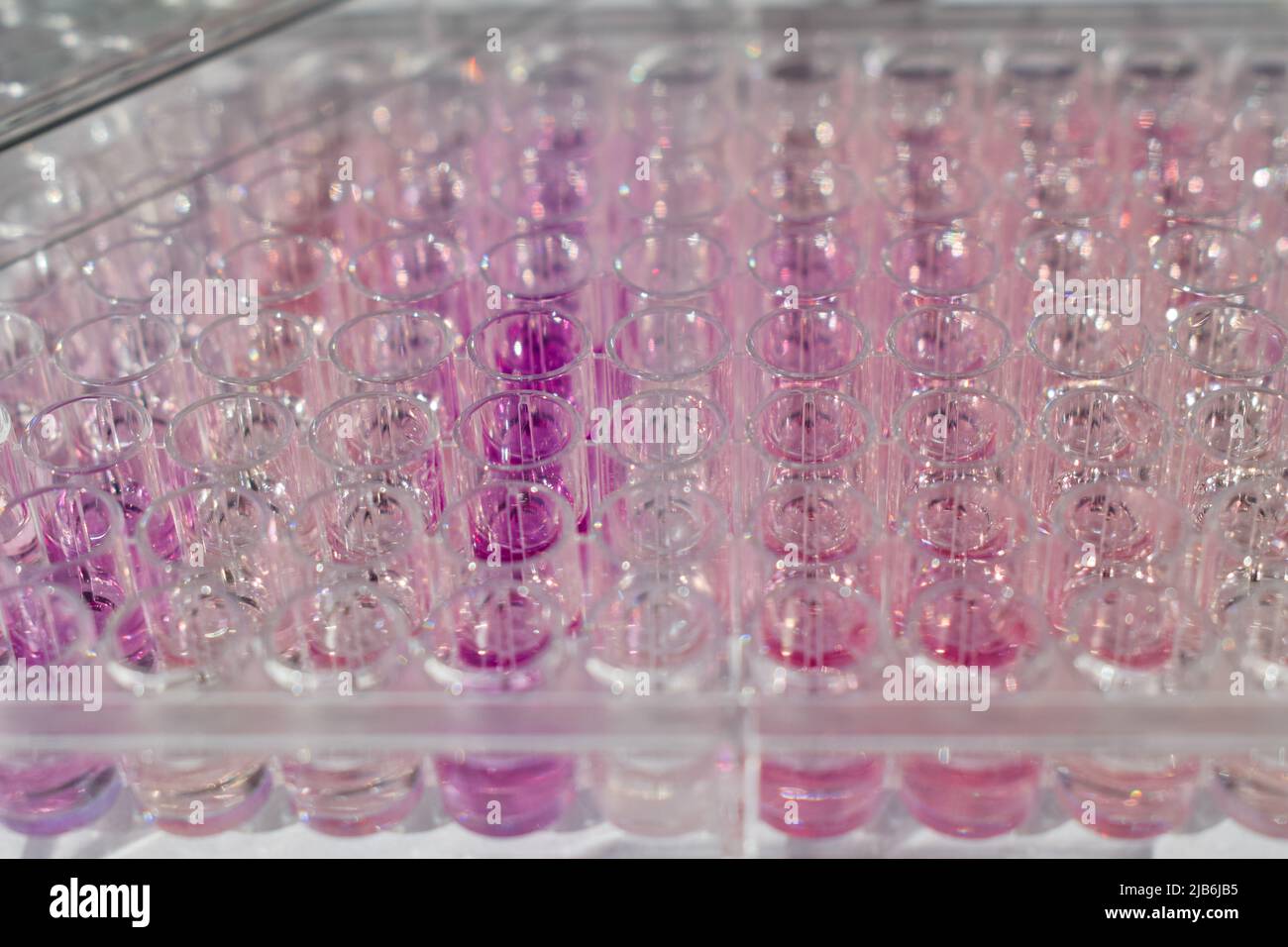 96well plate filled with cell medium and cells lying on laboratory ...