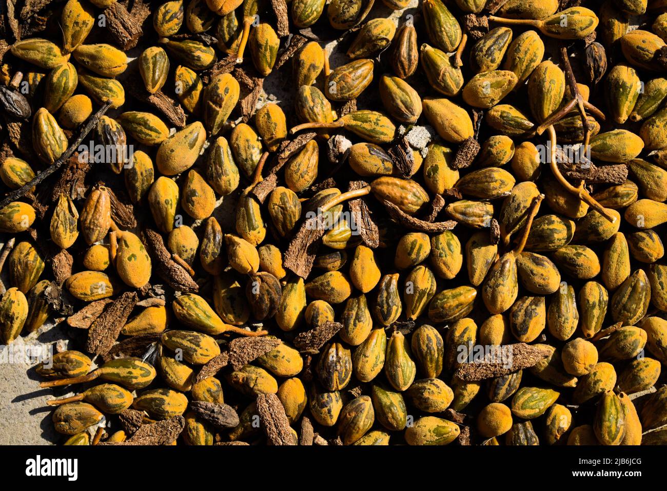 Flower seed scattered on the ground Stock Photo - Alamy
