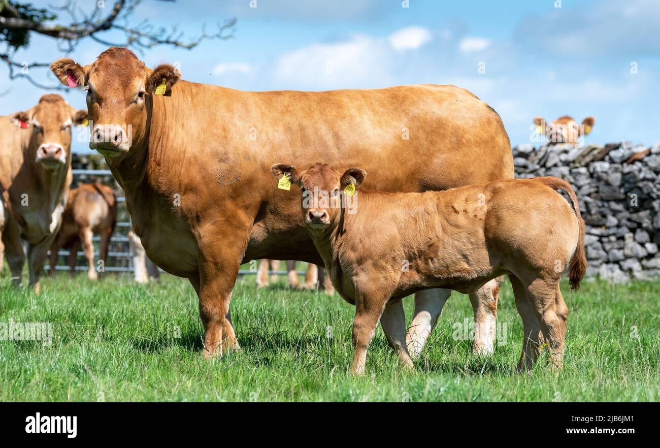Limousins cow uk hi-res stock photography and images - Alamy