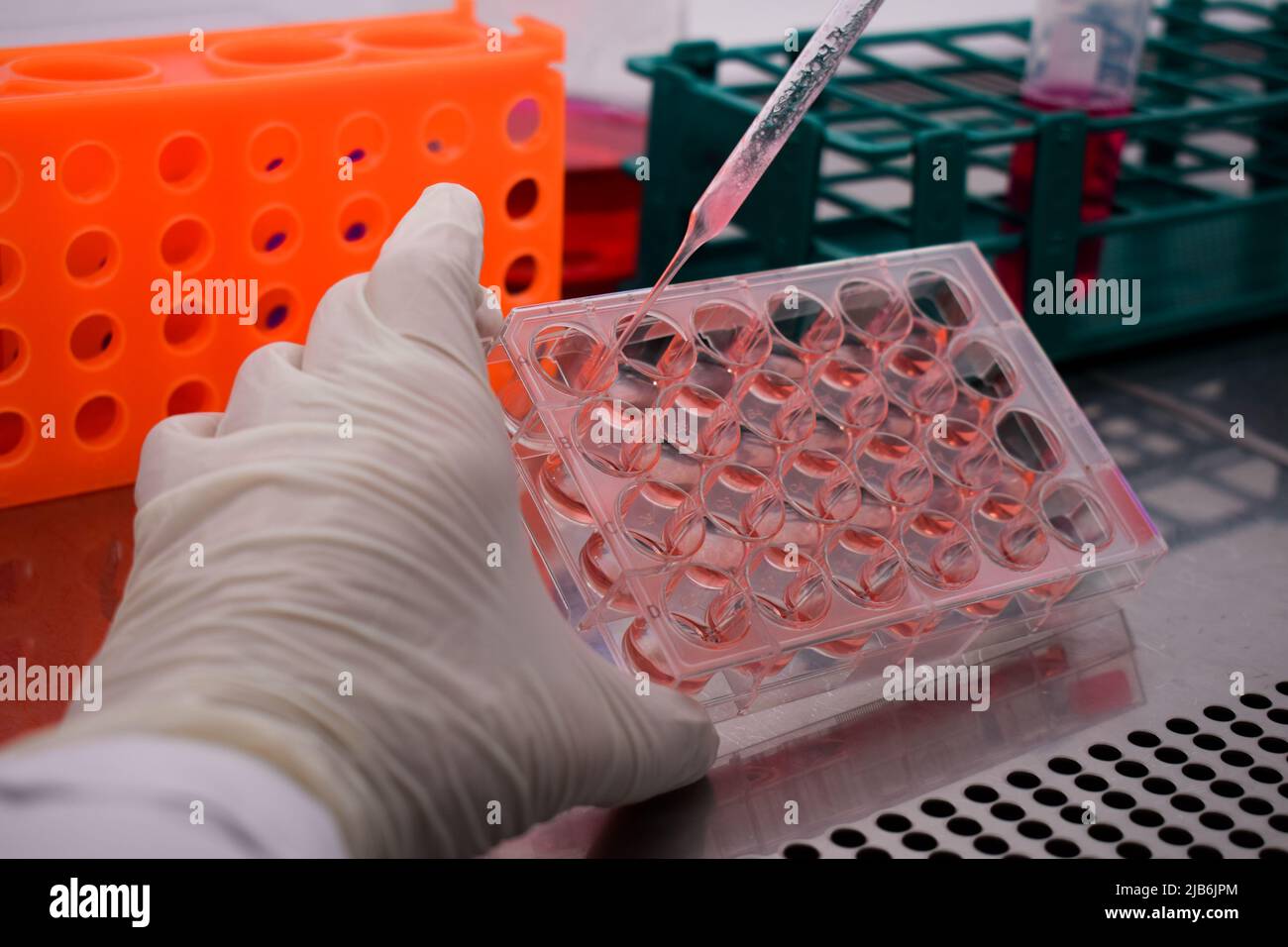 Researcher puts a cell to the cell plate inside cell culture cabin ...