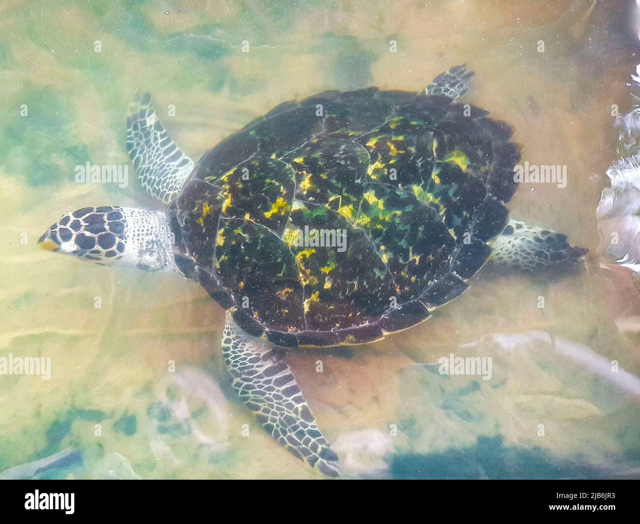 Green sea turtle hawksbill sea turtle loggerhead sea turtle swims in ...