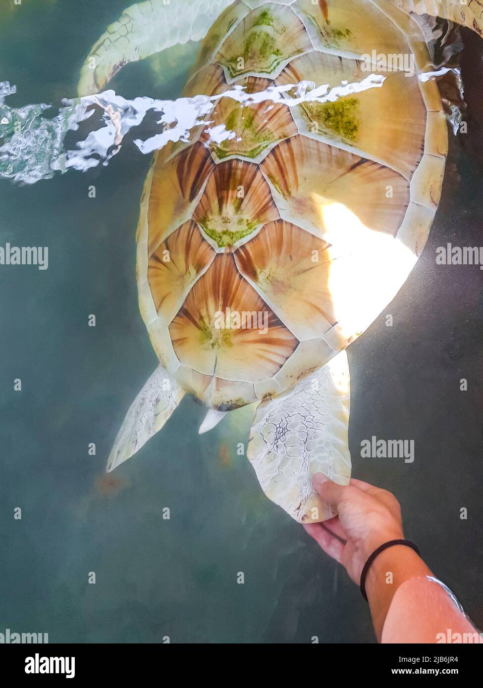 White albino sea turtle hawksbill sea turtle loggerhead sea turtle ...