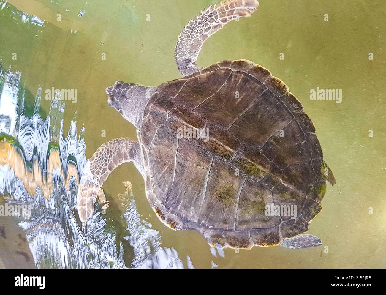Green sea turtle hawksbill sea turtle loggerhead sea turtle swims in ...