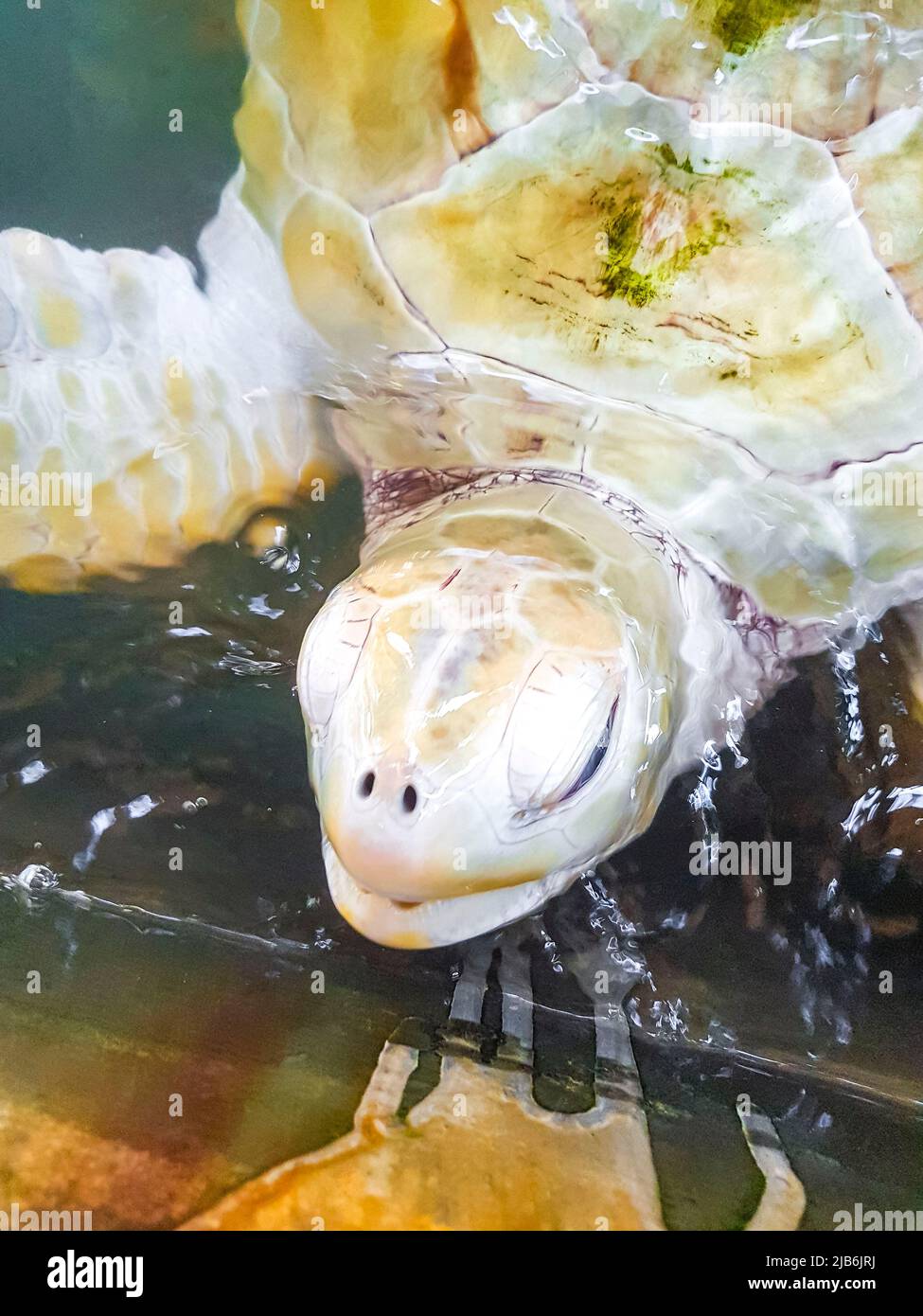 White albino sea turtle hawksbill sea turtle loggerhead sea turtle ...