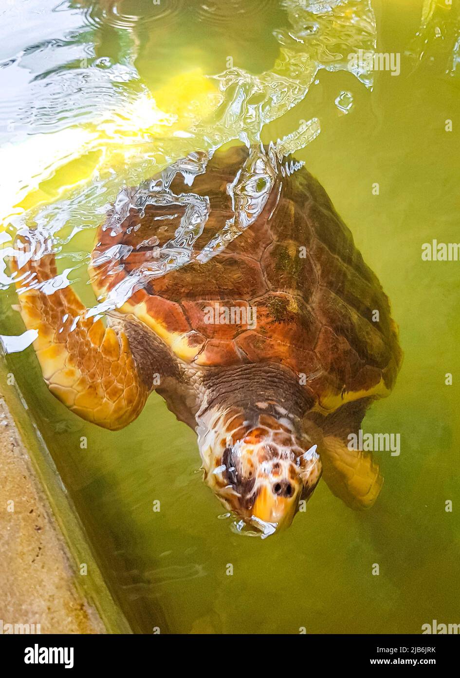 Green sea turtle hawksbill sea turtle loggerhead sea turtle swims in ...
