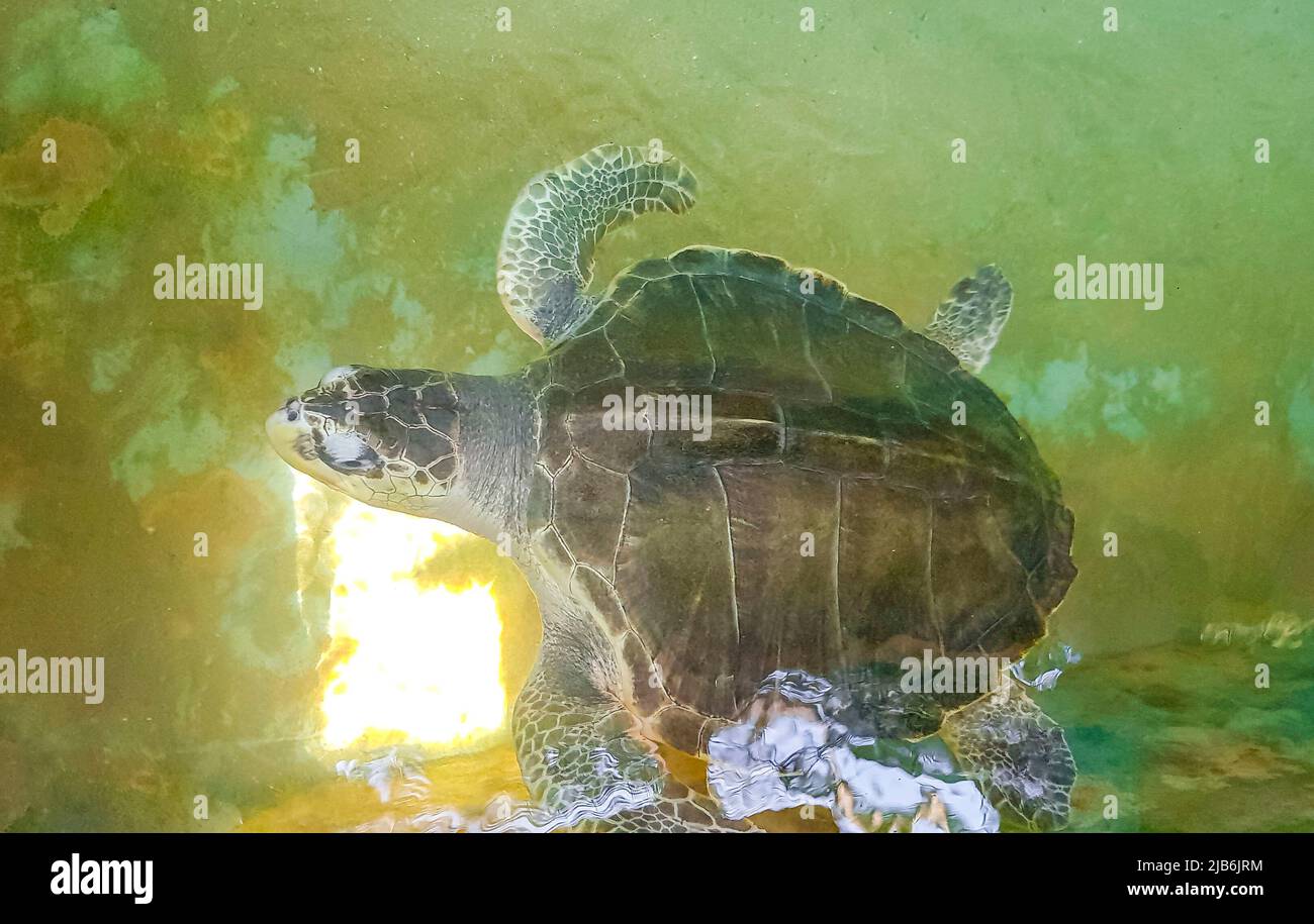 Green sea turtle hawksbill sea turtle loggerhead sea turtle swims in ...