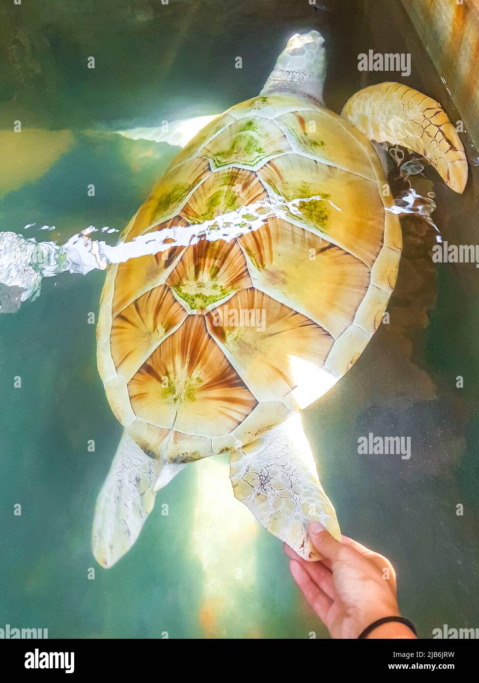 White albino sea turtle hawksbill sea turtle loggerhead sea turtle ...