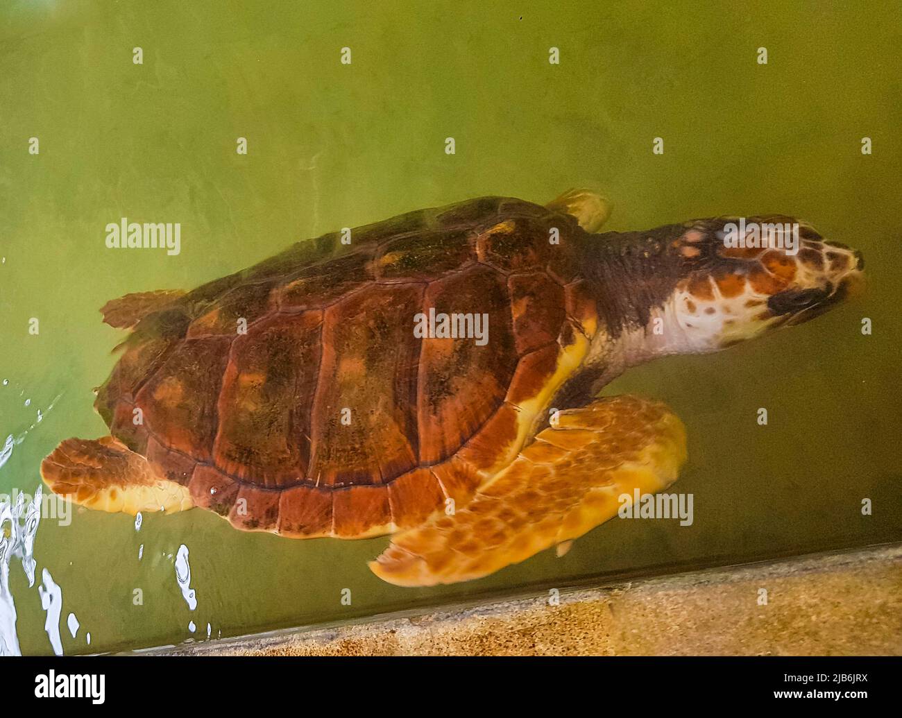 Green sea turtle hawksbill sea turtle loggerhead sea turtle swims in ...