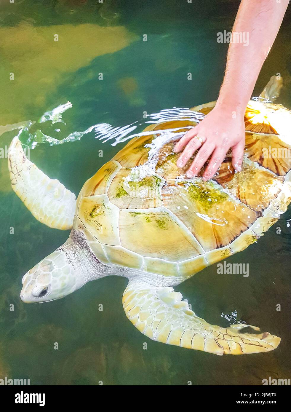 White albino sea turtle hawksbill sea turtle loggerhead sea turtle ...