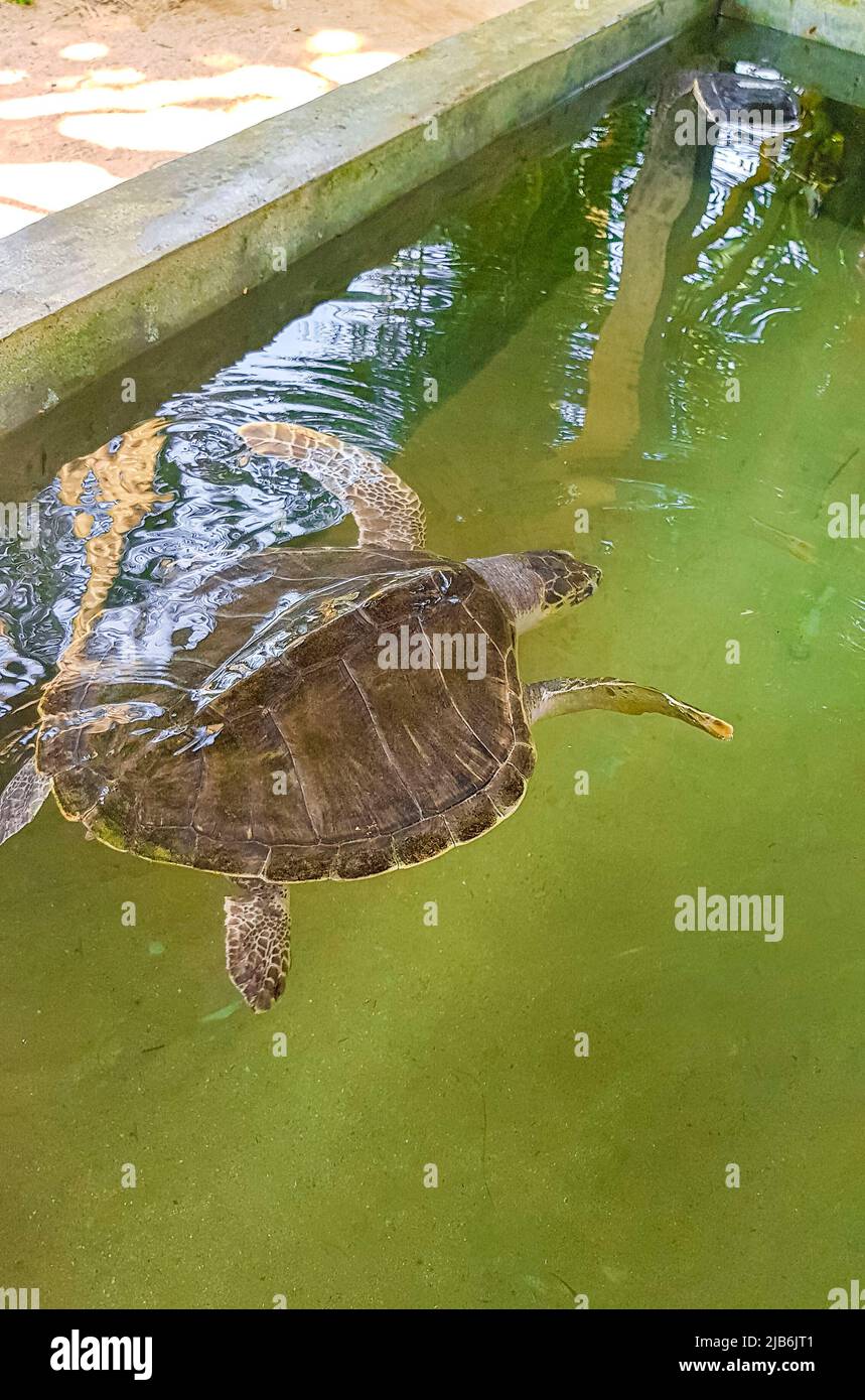 Green sea turtle hawksbill sea turtle loggerhead sea turtle swims in ...