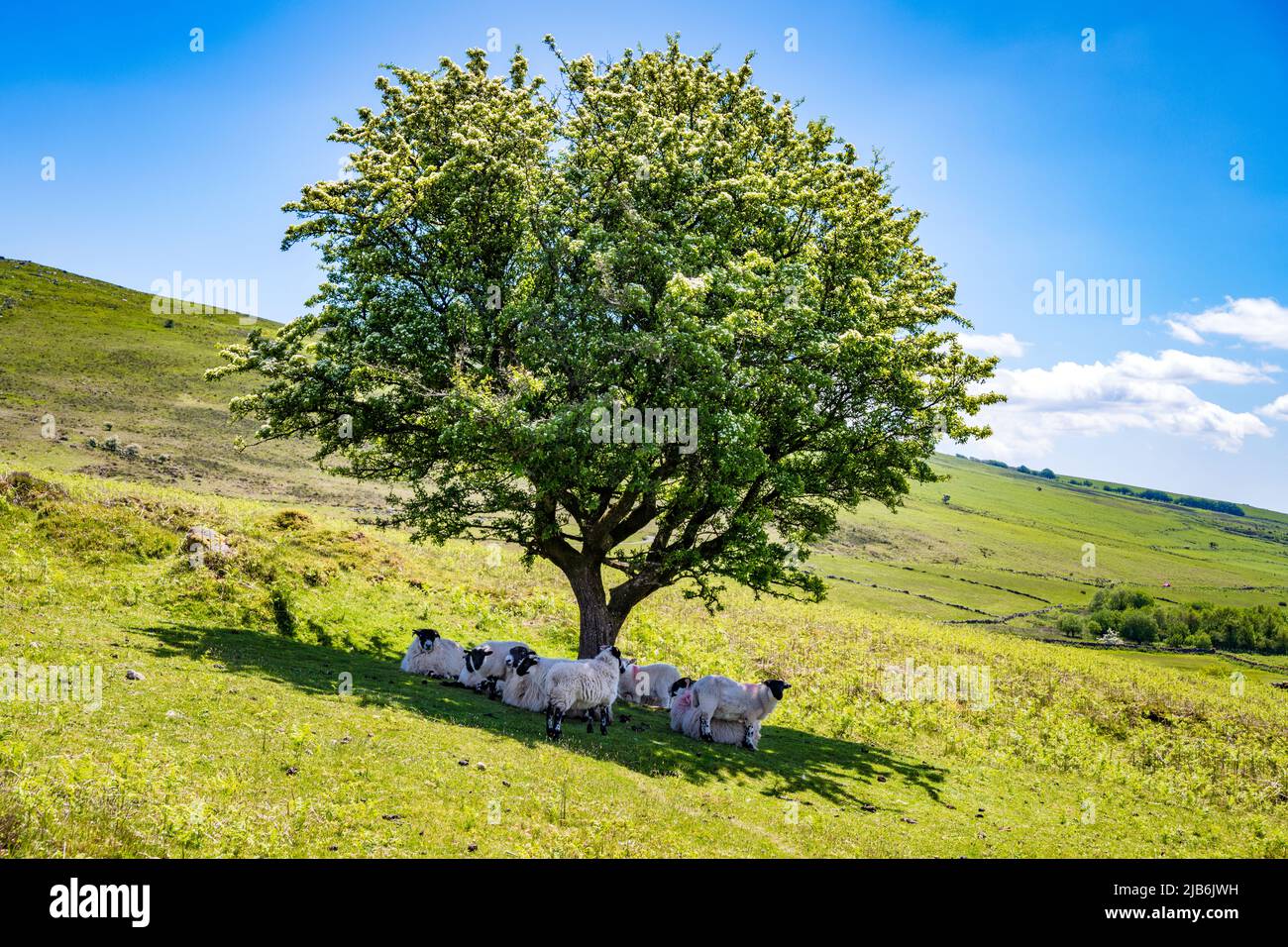 Sheep sheltering from the sun under a tree at Headland Warren Farm ...