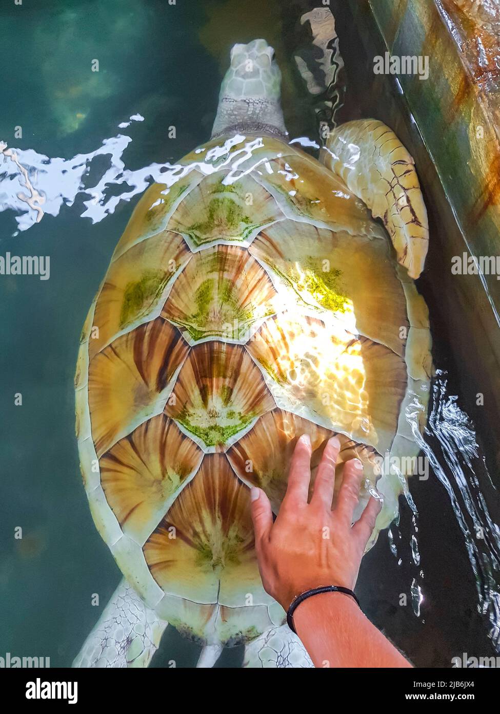 White albino sea turtle hawksbill sea turtle loggerhead sea turtle ...