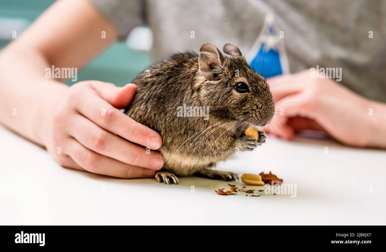 Fluffy pet rodent chilean hi-res stock photography and images - Alamy