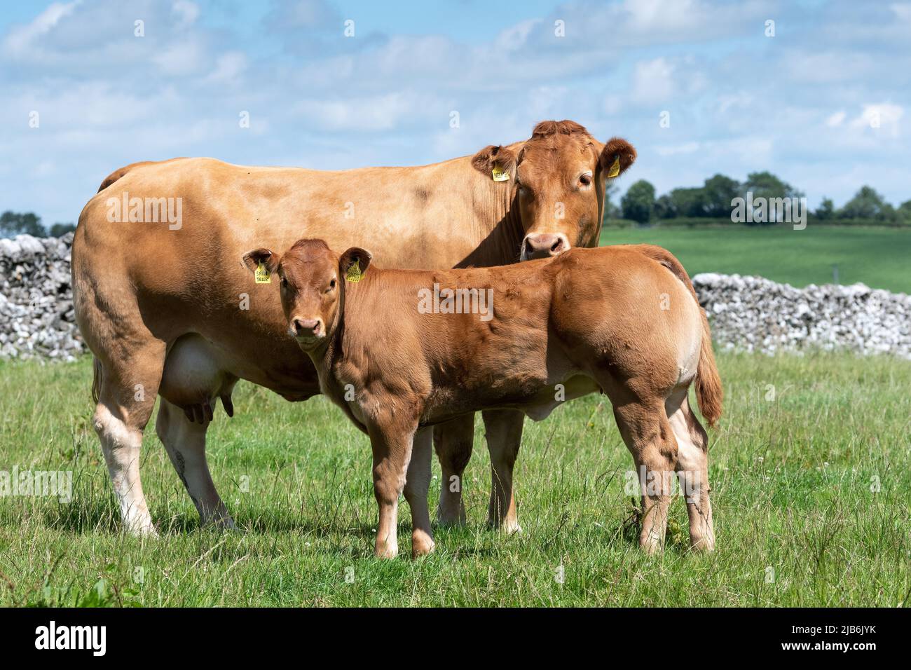 Pedigree Limousin beef cow and calf in upland pastures, Lancashire, UK ...