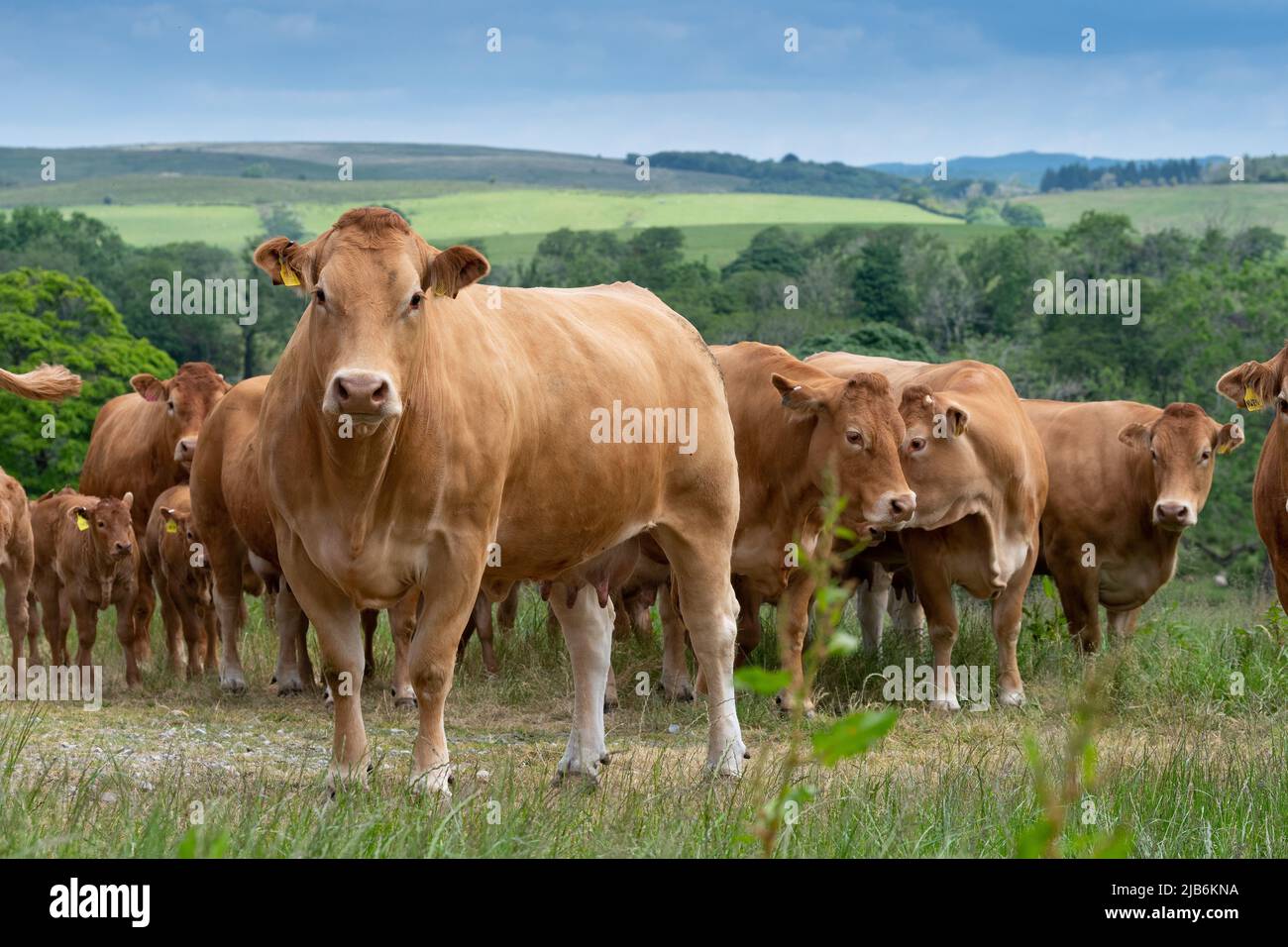Pedigree limousin beef calves hi-res stock photography and images - Alamy