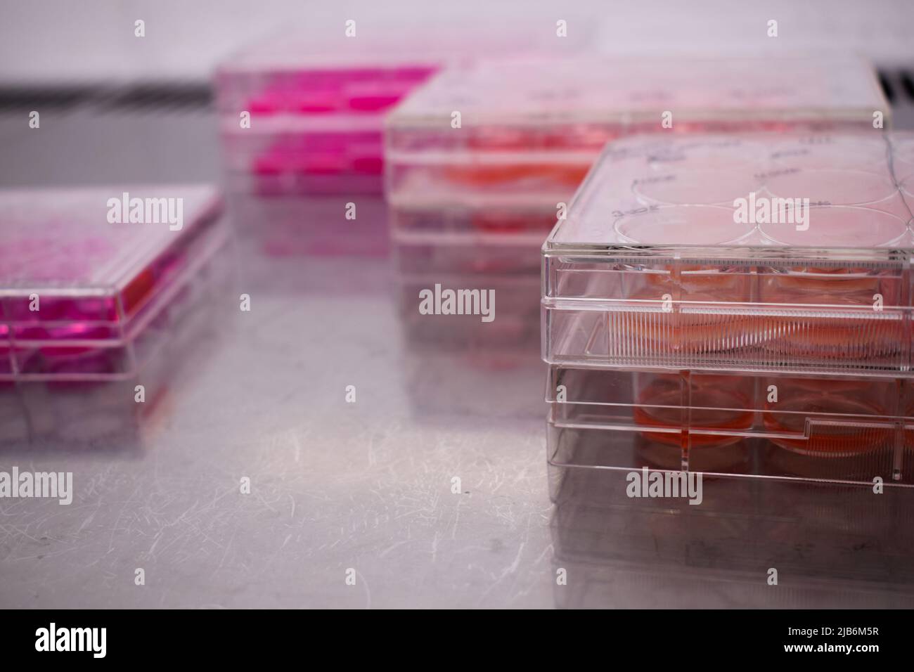 Cell culture plates inside of a cell tissue hepa filtered cabin Stock ...