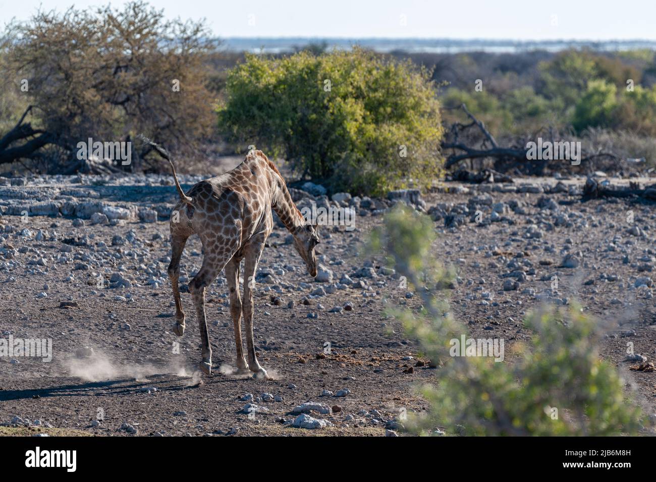 One Angolan Giraffe - Giraffa giraffa angolensis galloping nervously ...