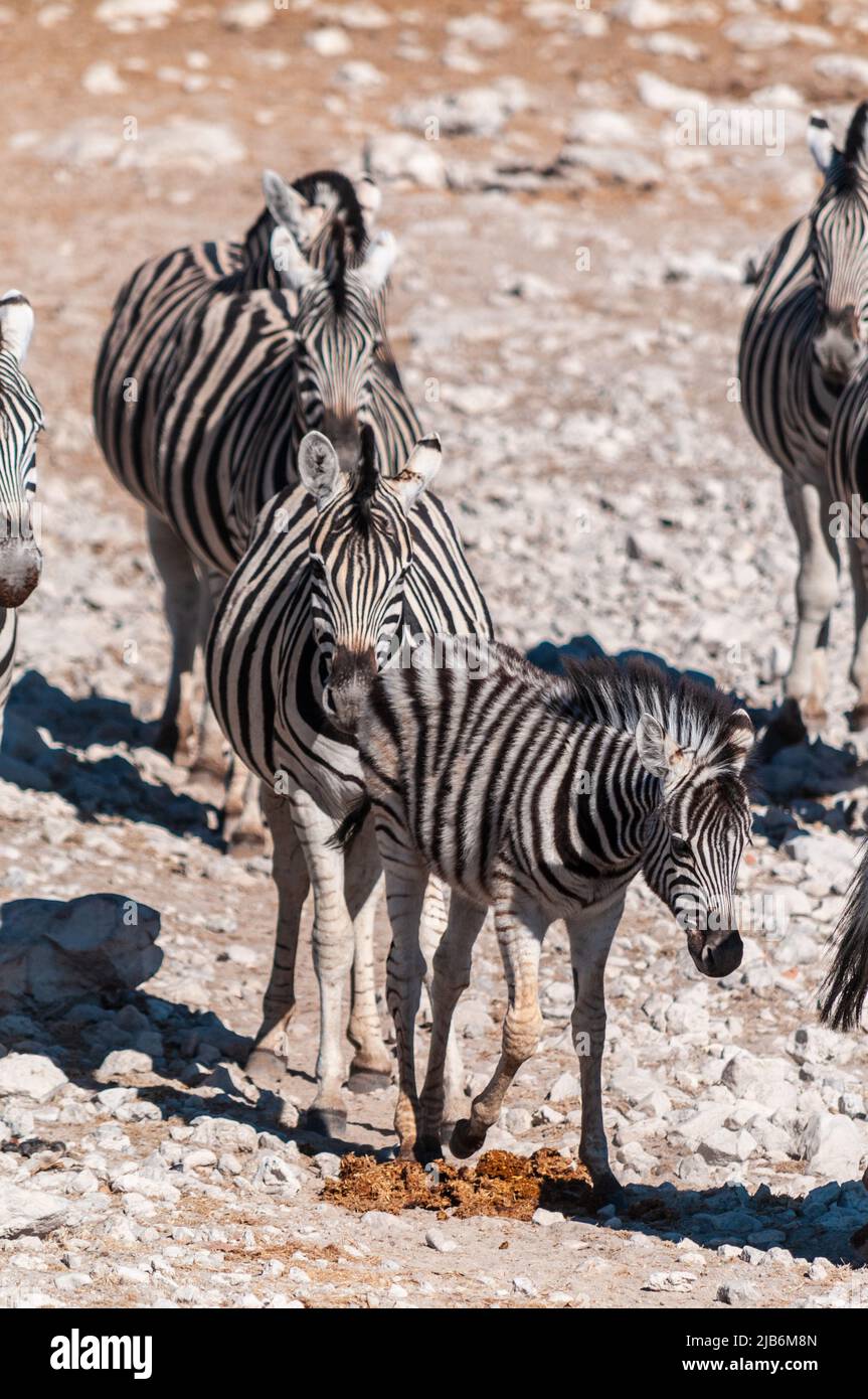 A group of Burchell's Plains zebra -Equus quagga burchelli- standing in ...