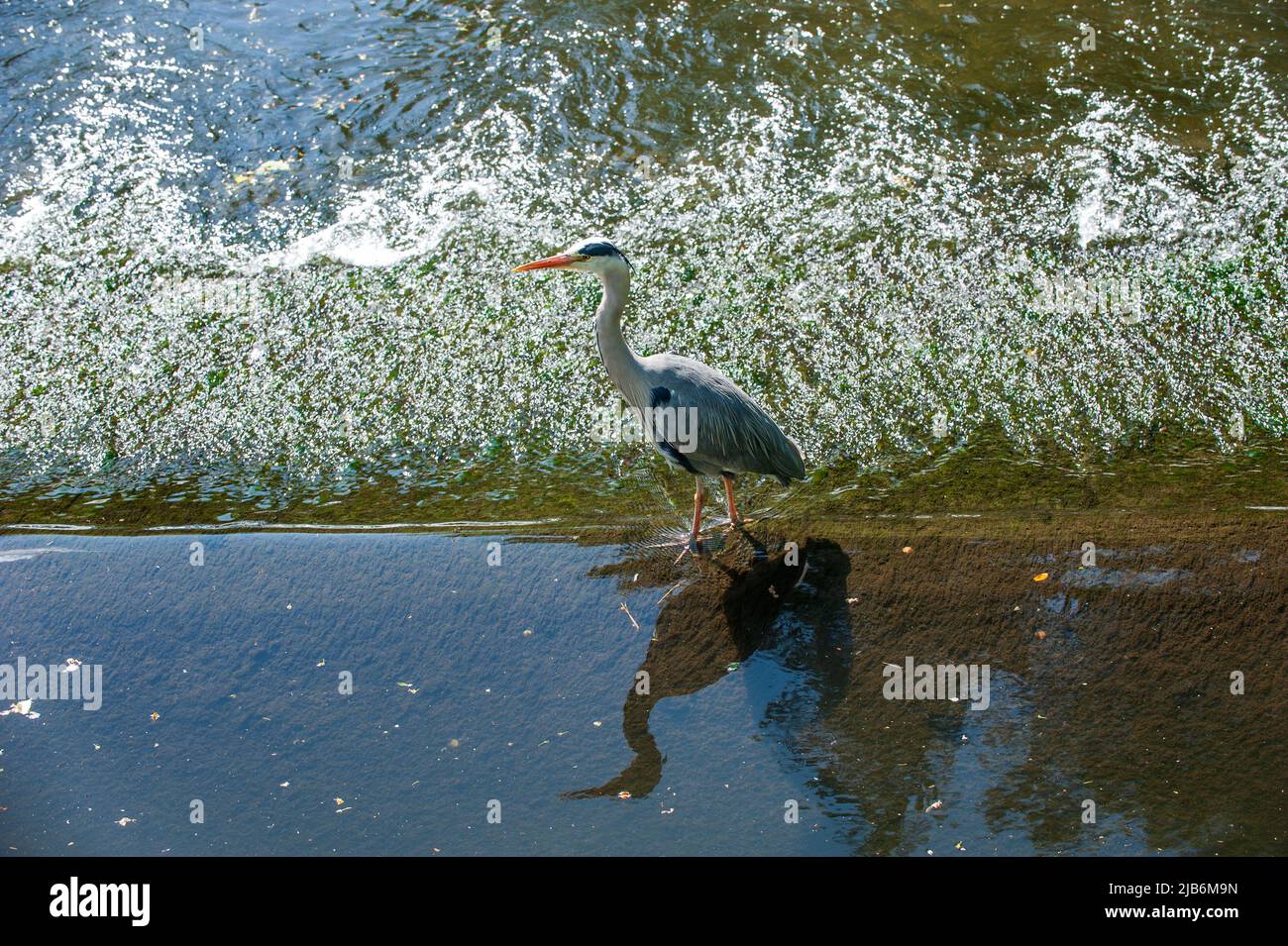 The Grey Heron (Ardea cinerea) on the river, Irish wildlife, Ireland ...