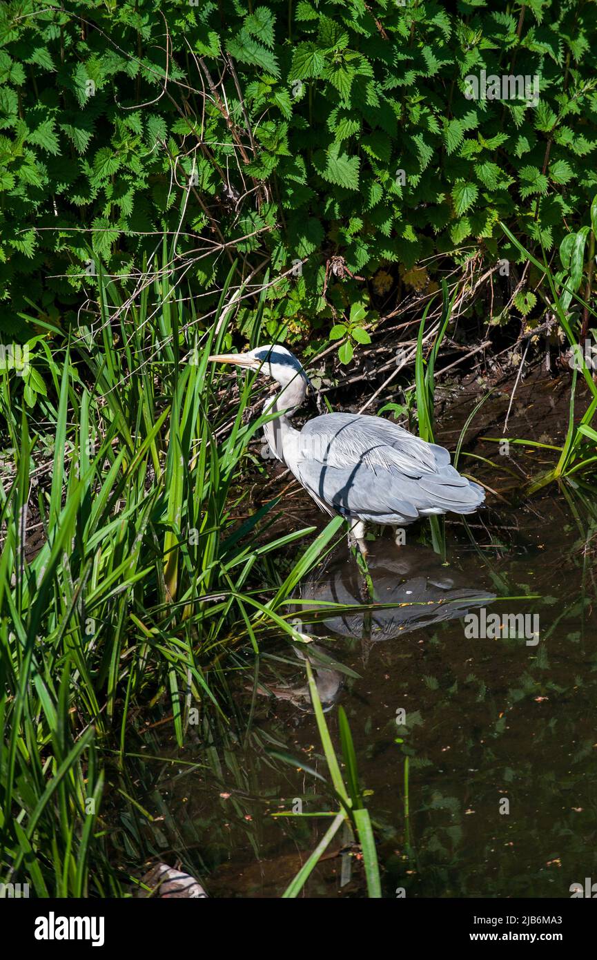 The Grey Heron (Ardea cinerea) on the river, Irish wildlife, Ireland ...