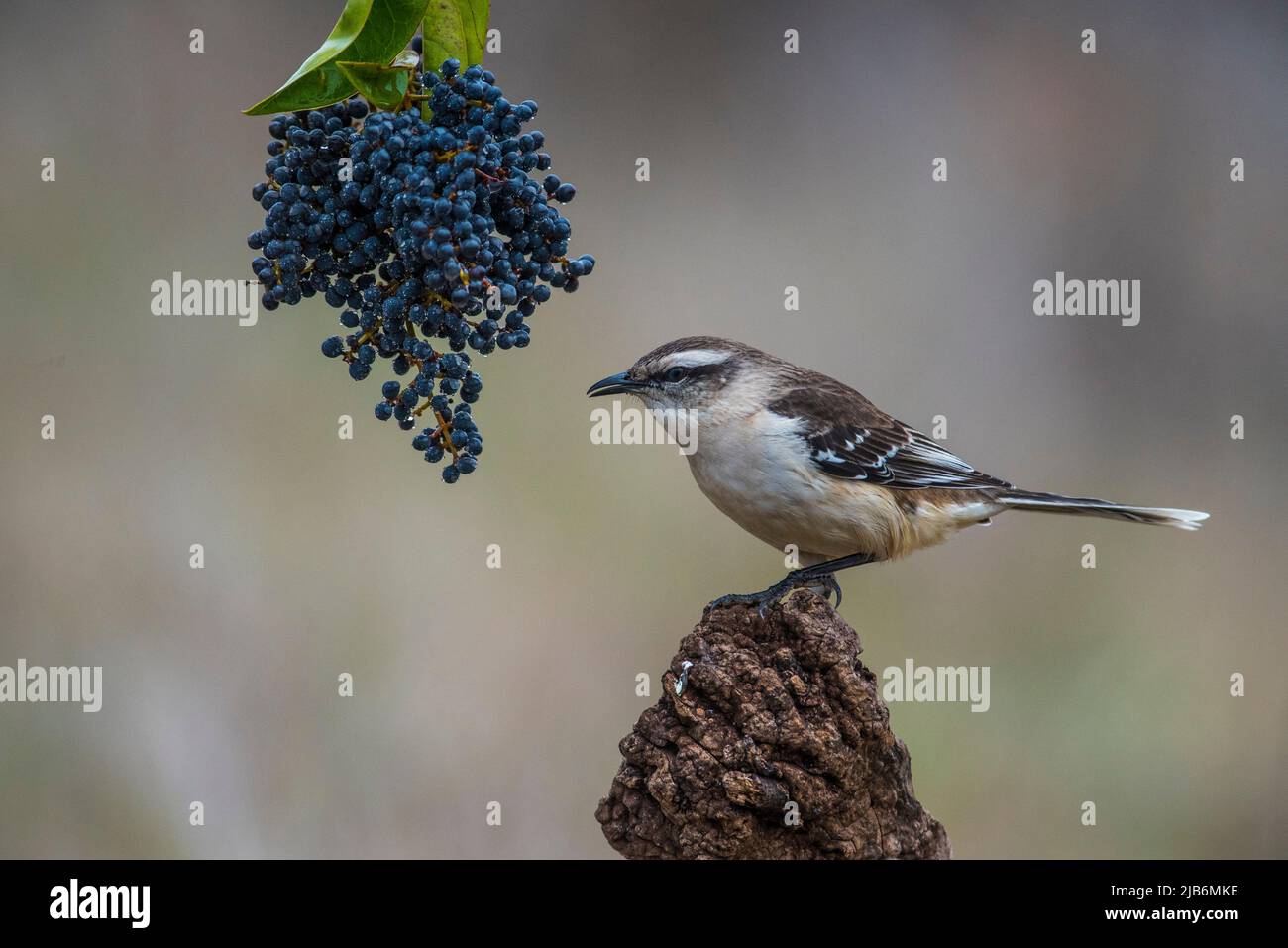 White banded Mockingbird, Mimus triurus, in Pampas grass environment ...