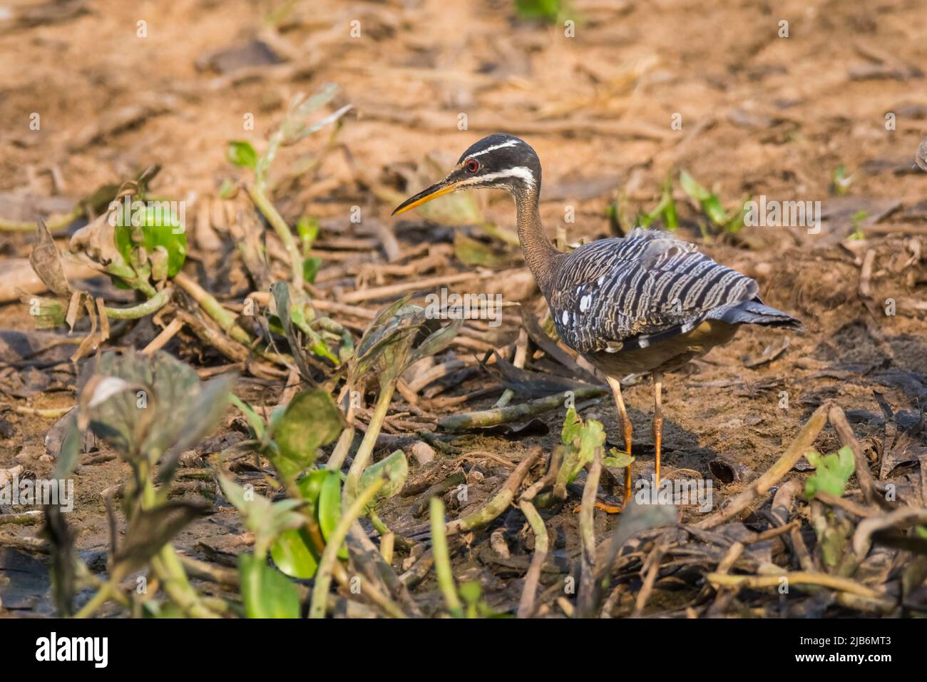 Sunbittern in wetland pantanal environment, Pantanal, Mato Grosso ...