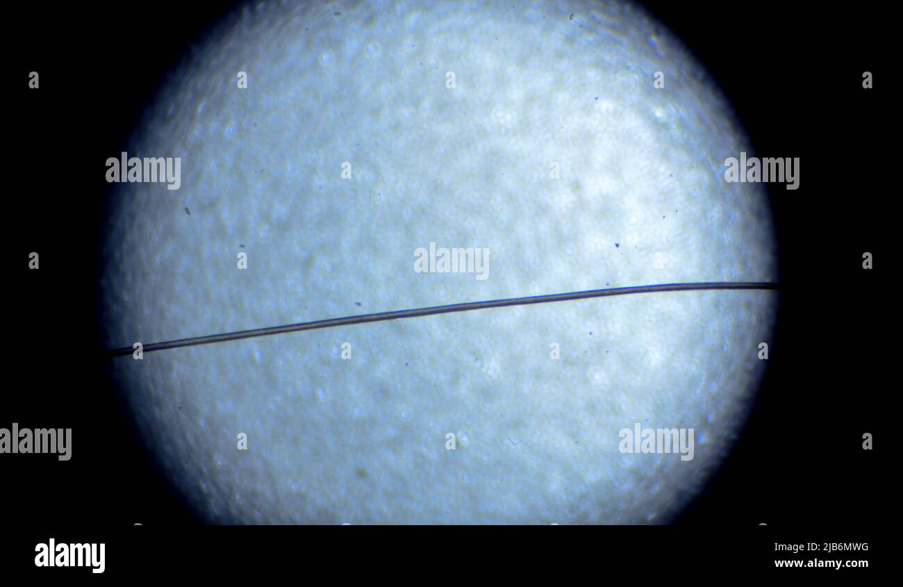Light microscope image hi-res stock photography and images - Alamy
