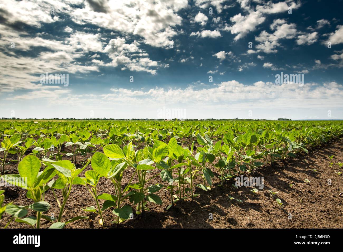 Soybean field ripening at spring season, agricultural landscape Stock ...