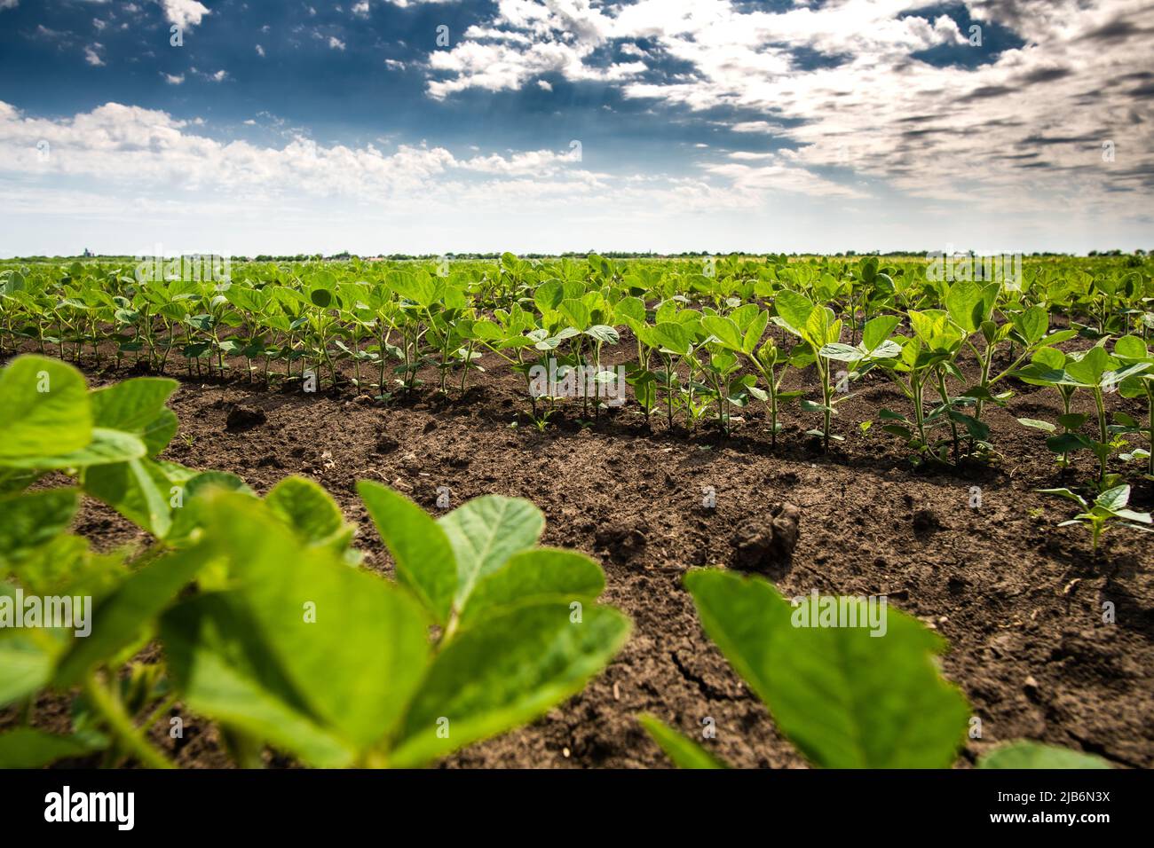 Soybean field ripening spring hi-res stock photography and images - Alamy