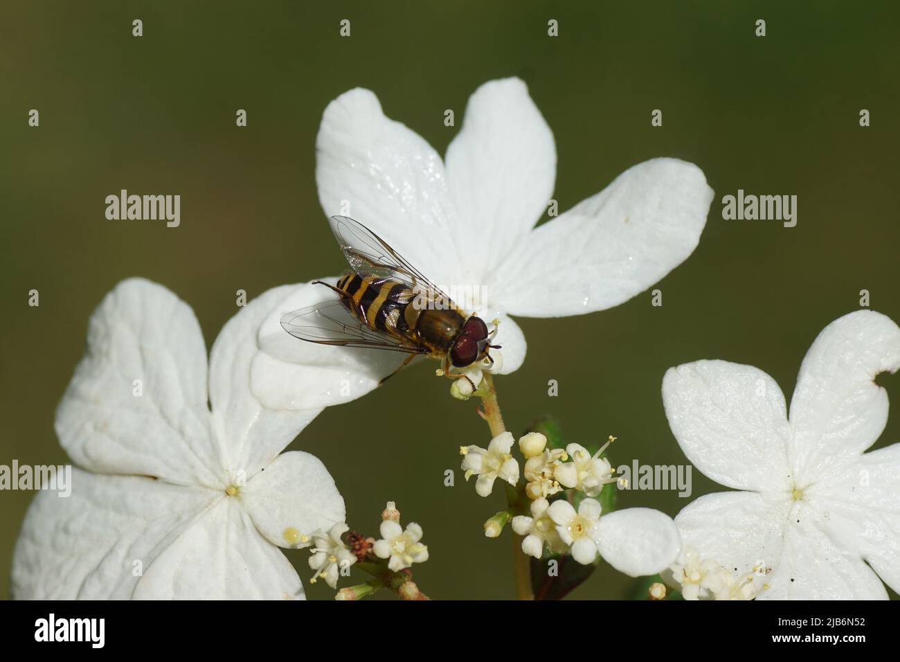 Japanese flora and fauna hi-res stock photography and images - Alamy