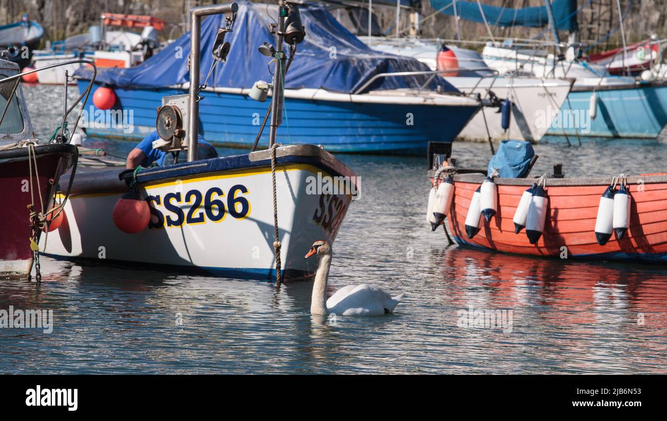 Boat life in a Cornish fishing harbour Stock Photo - Alamy