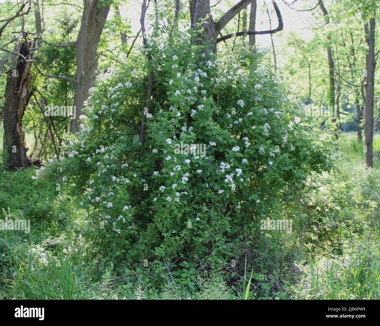 A Large Wild Multiflora Rose Bush Stock Photo - Alamy
