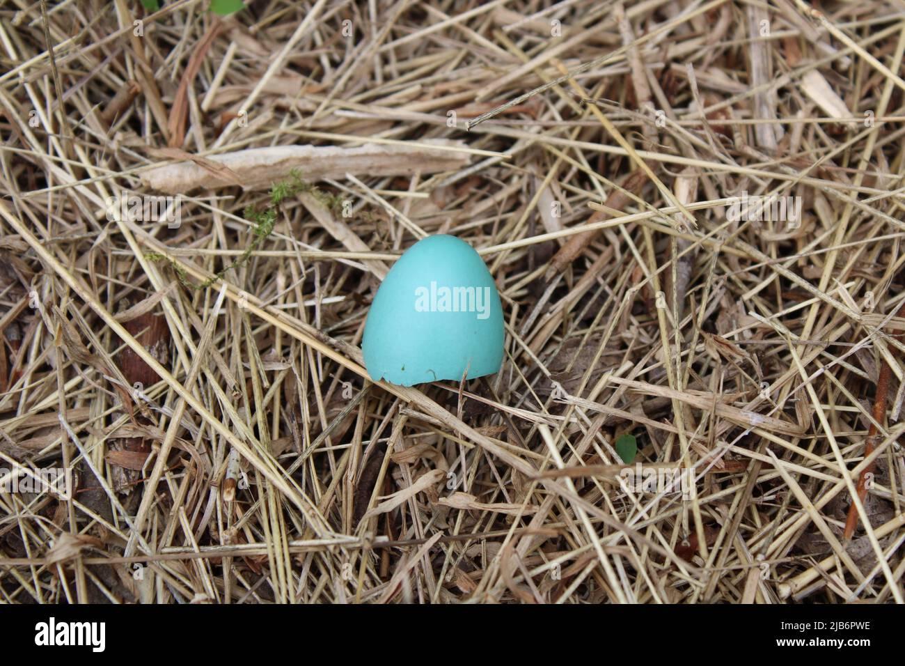 Robins egg hi-res stock photography and images - Alamy