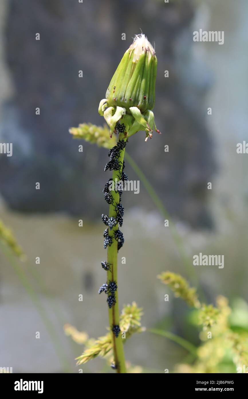 A Cluster of Spotted Lanternfly Nymphs on a Common Dandelion Stalk ...