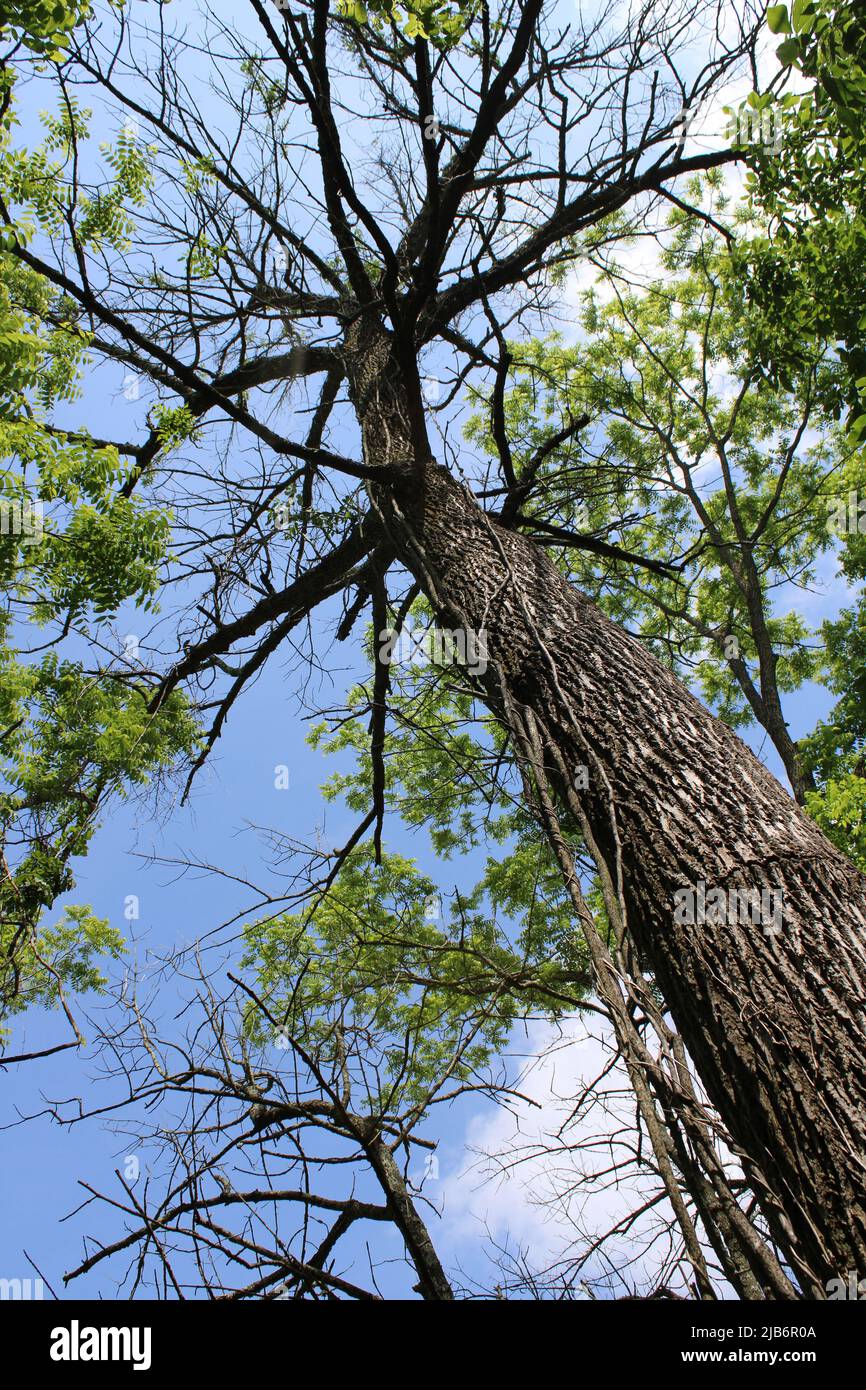 A View from Below a Large Dead Black Walnut Tree Stock Photo - Alamy