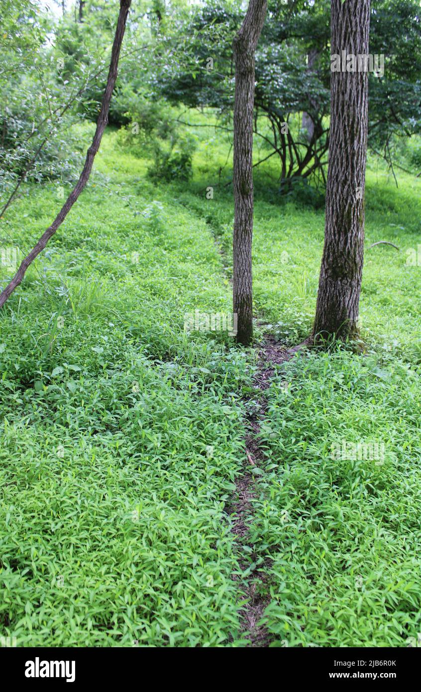 Deer path hi-res stock photography and images - Alamy