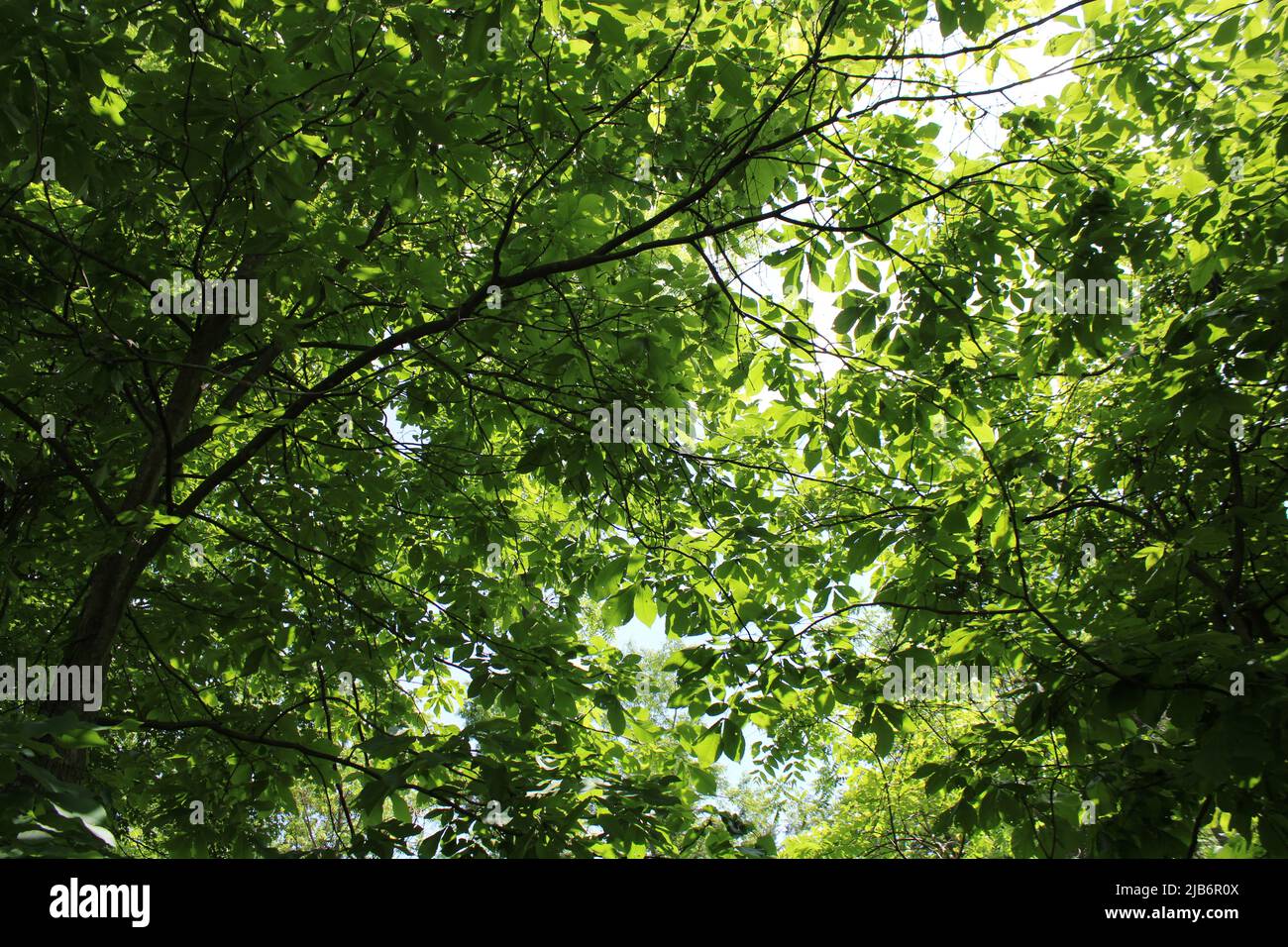 Sunlight Filtering Through Shagbark Hickory Branches Stock Photo - Alamy