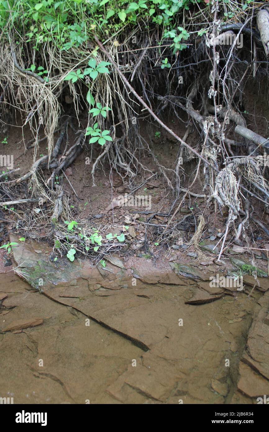 Exposed Tree Roots Overhanging a Shallow Stream Stock Photo - Alamy