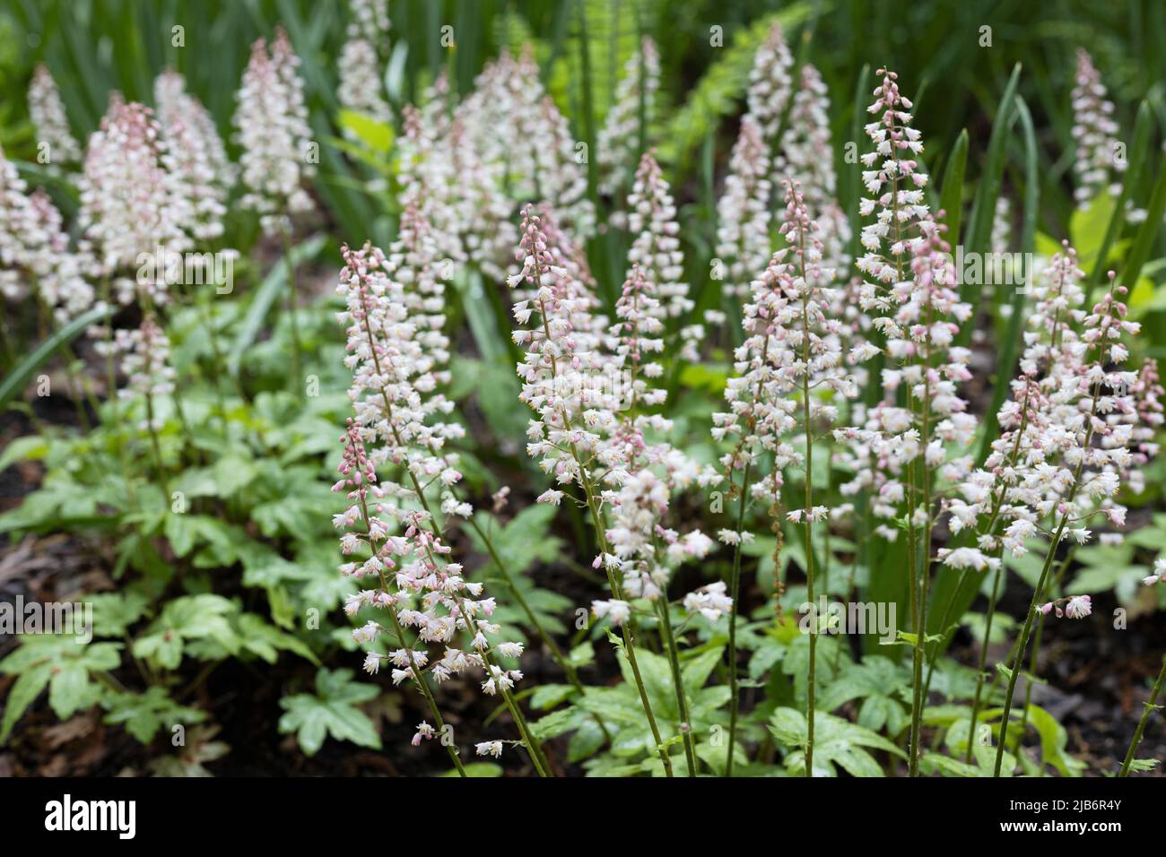 Foamy bells plant hi-res stock photography and images - Alamy