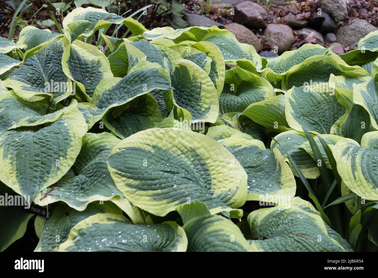Hosta 'Northern Exposure' Stock Photo - Alamy