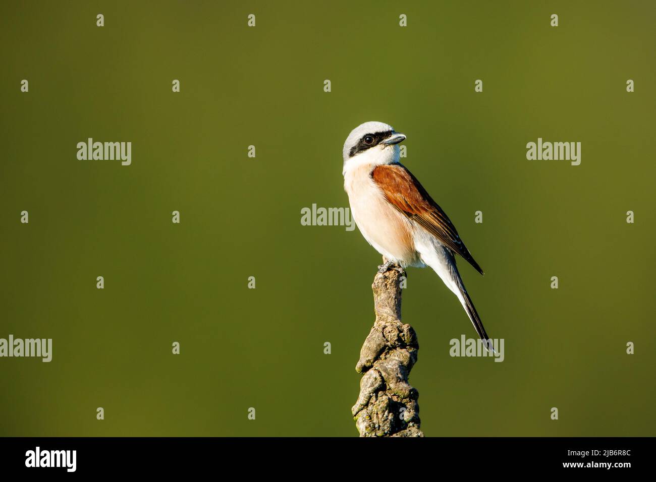 A red backed shrike in the wild Stock Photo - Alamy