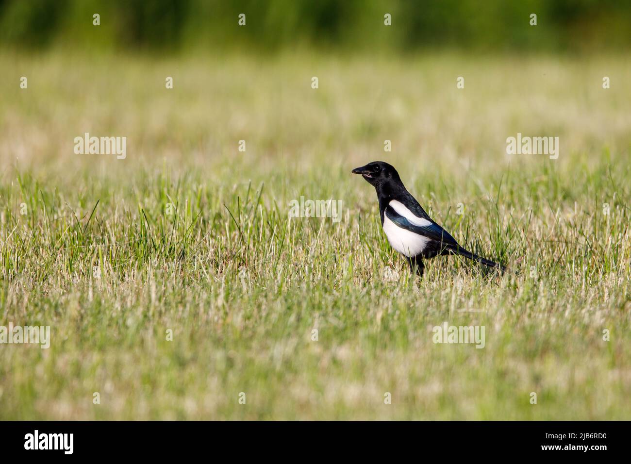 a magpie on a meadow Stock Photo - Alamy